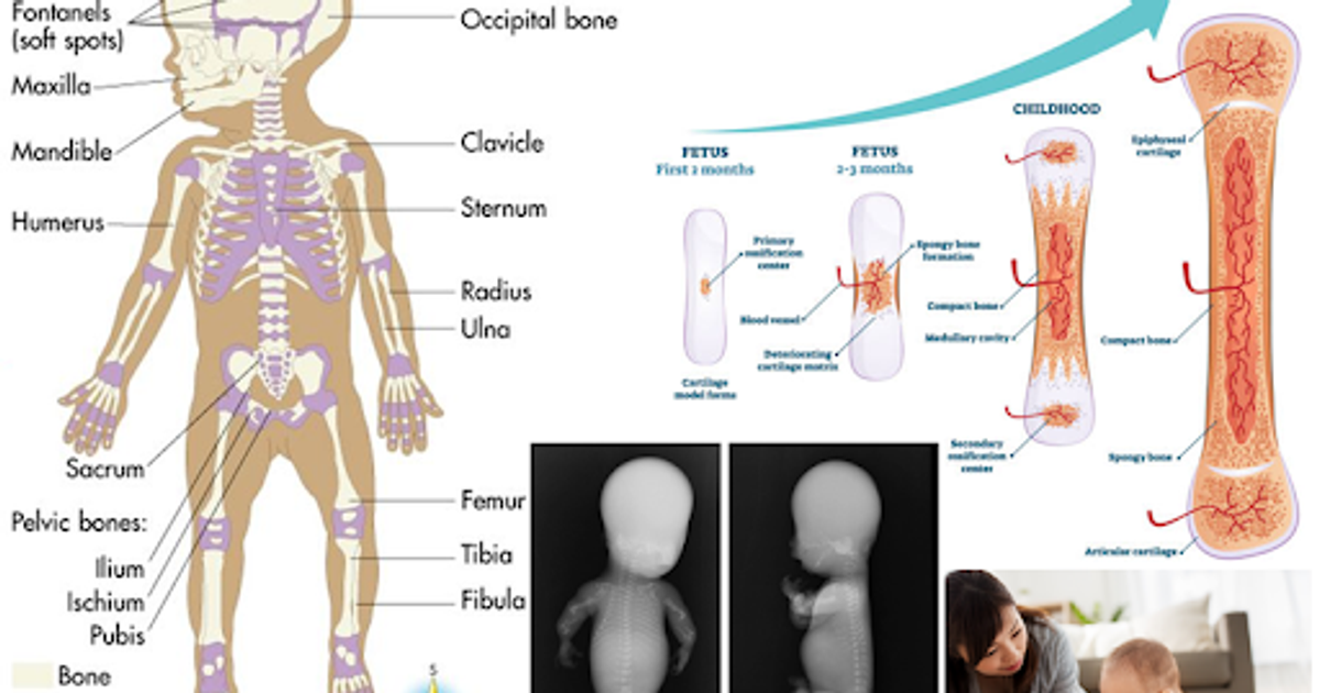 child body bones