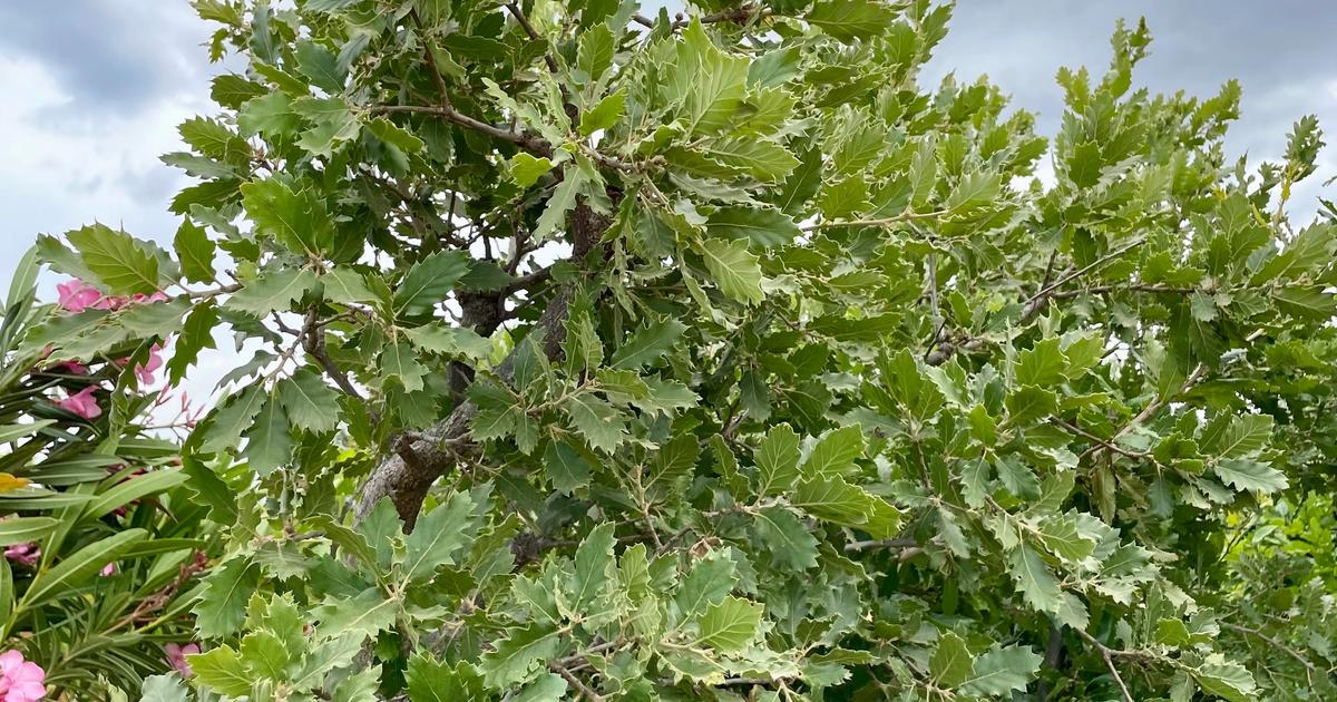 Evergreen Oak | Frigano
