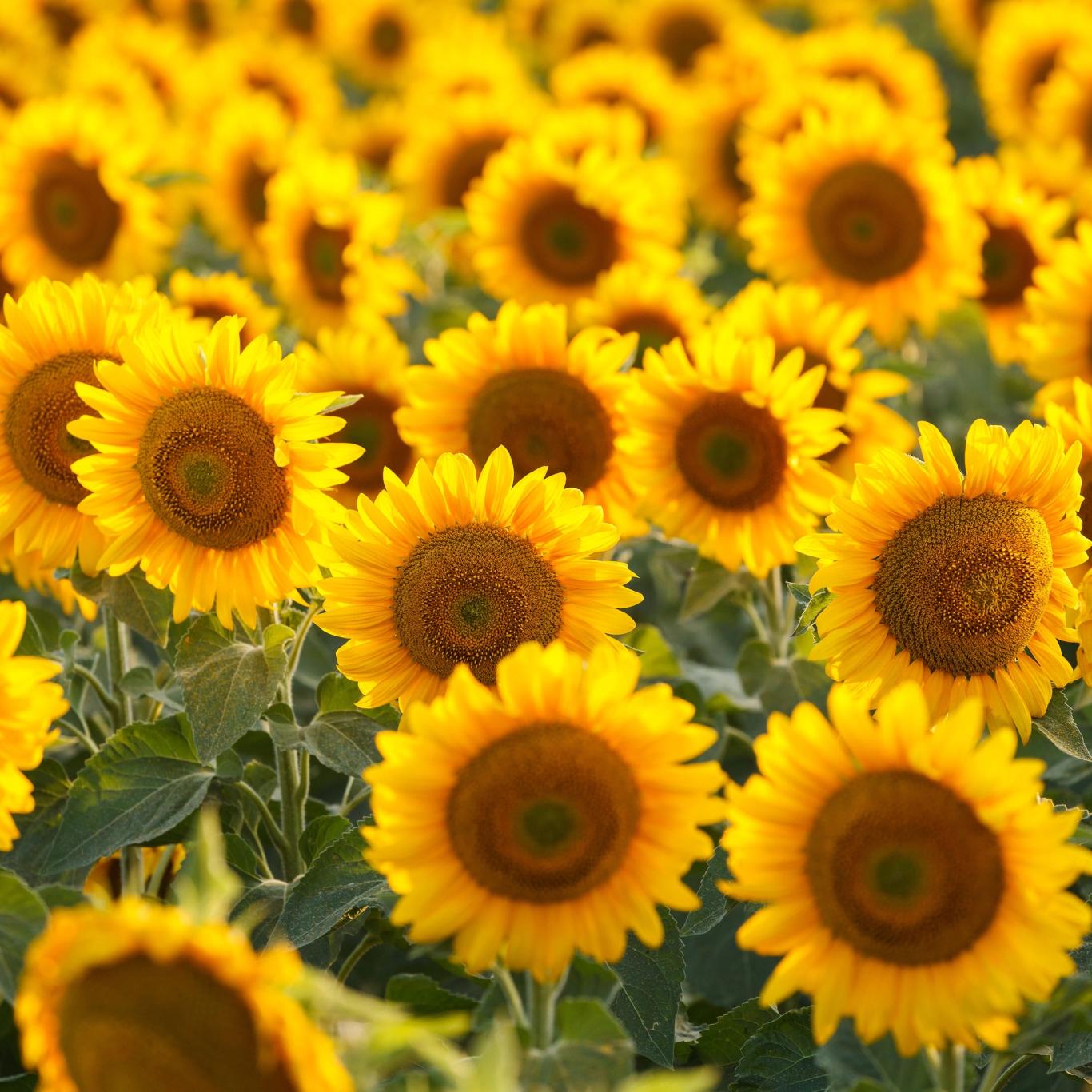 Maple Donut Lip Saver - Allkinds Australia