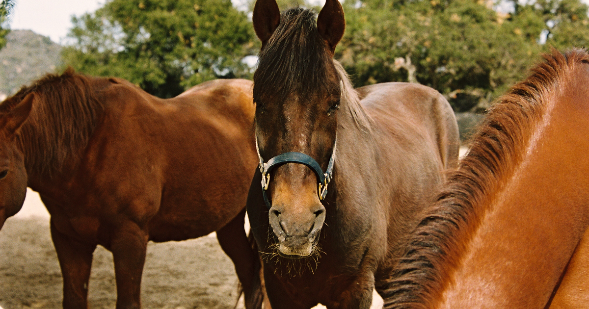 Usal Project | Being With Horses