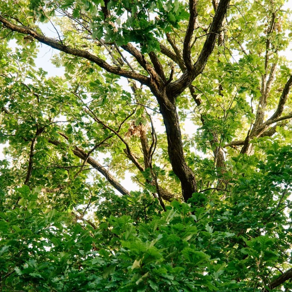 Usal Project | Usal × Walmart – Nature Walk: Learning Plant IDs