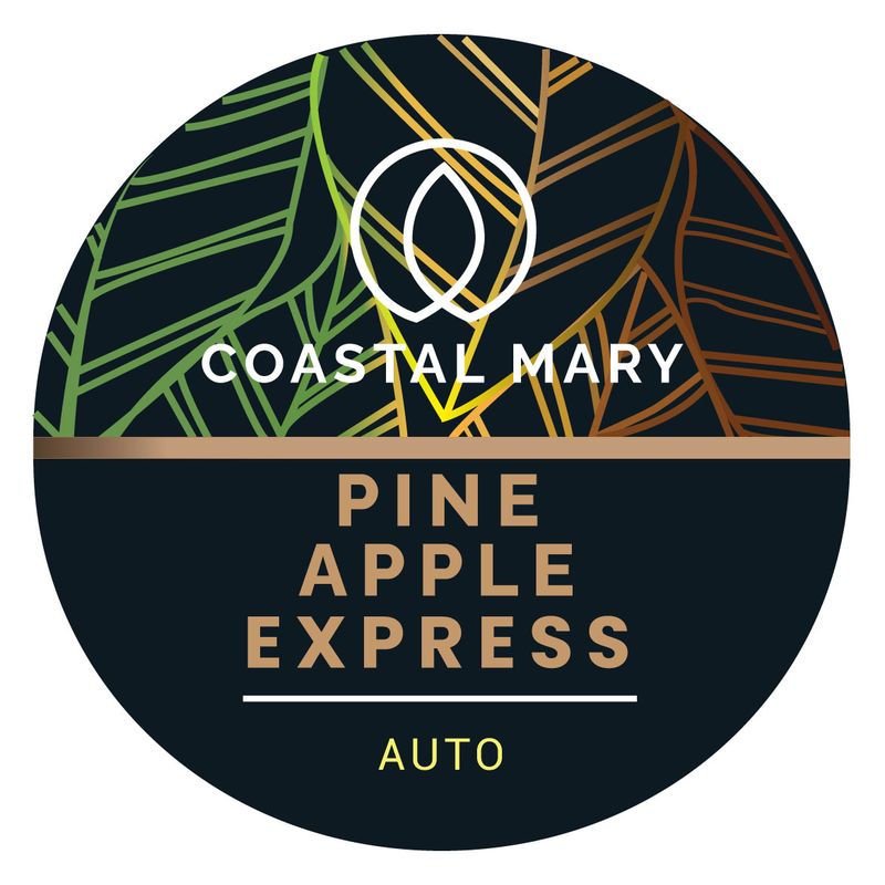 Pineapple Express (Autoflower Fem) — Buy Cannabis Seeds | Coastal Mary ...