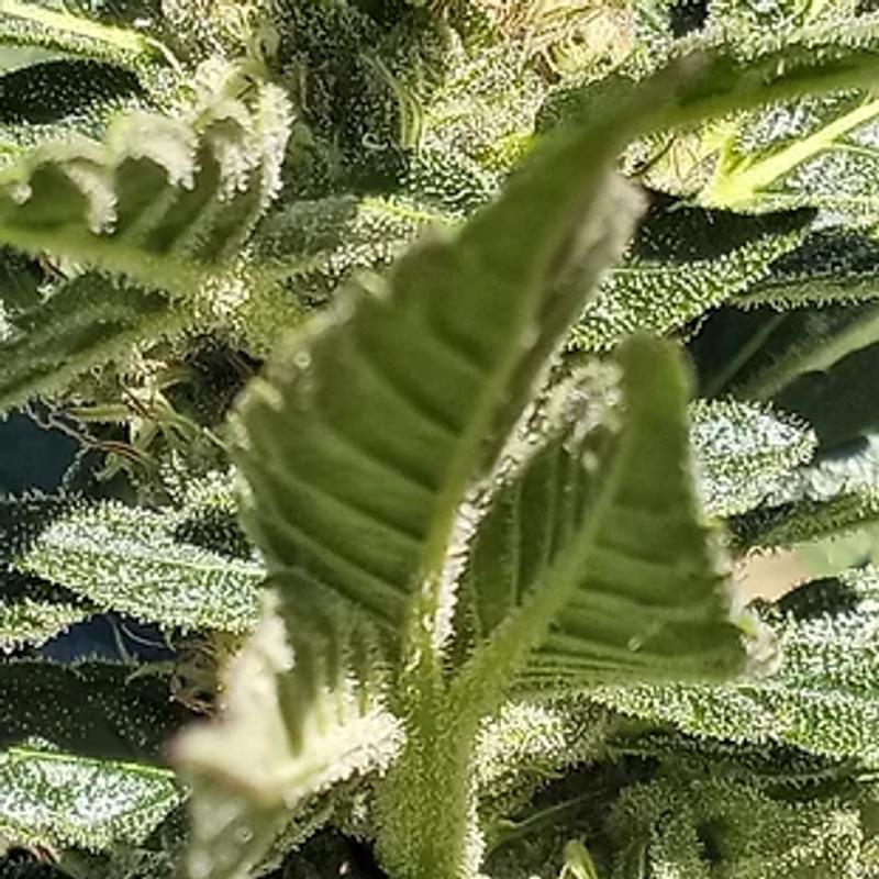 Twisted Tree - Pure Michigan - 5 Pack (A) — Buy Cannabis Seeds ...