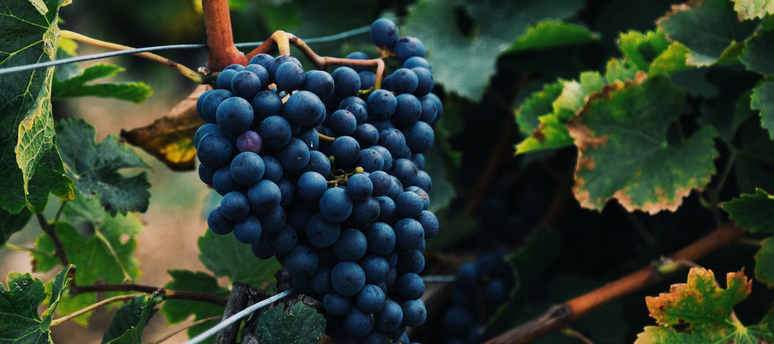 Wine or Grape Juice: What Should We Serve In Communion? | Core Christianity