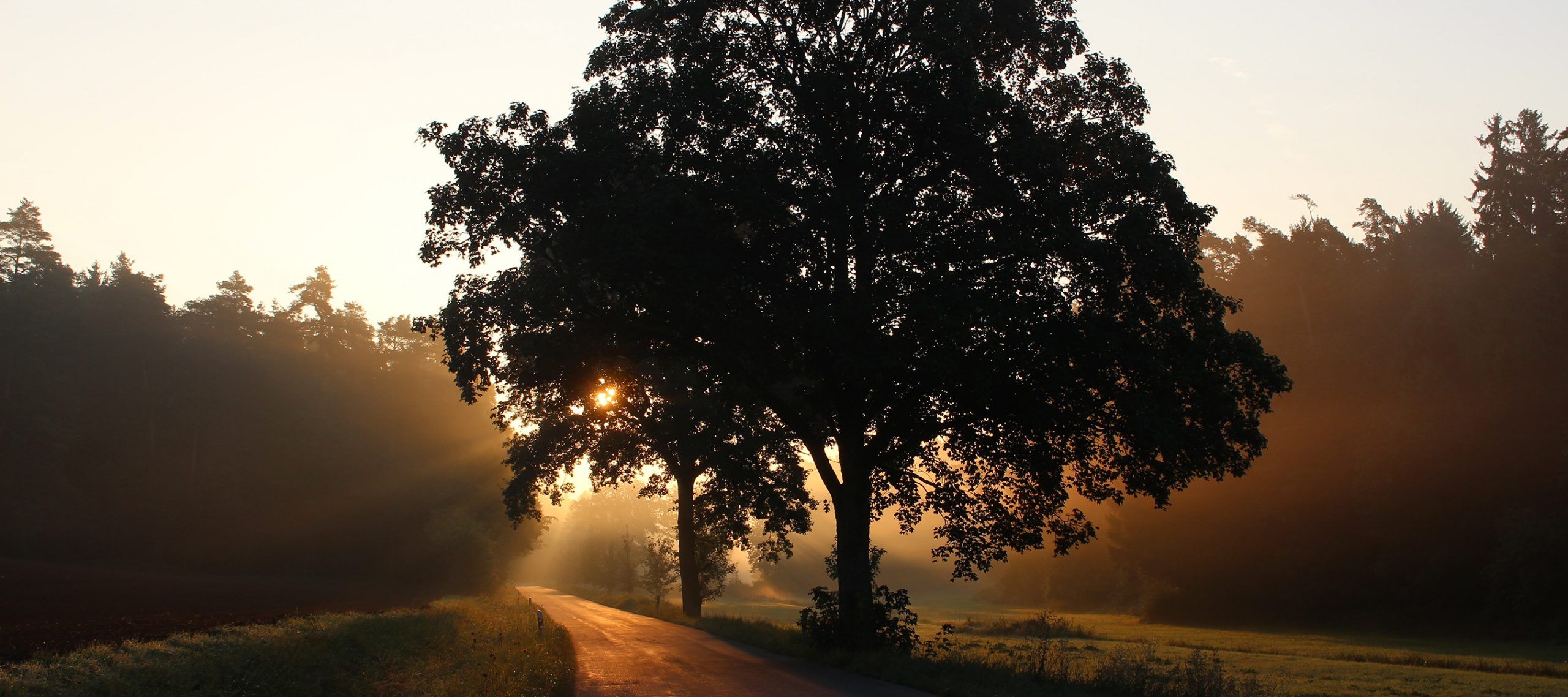 The Surprising Tree | Core Christianity