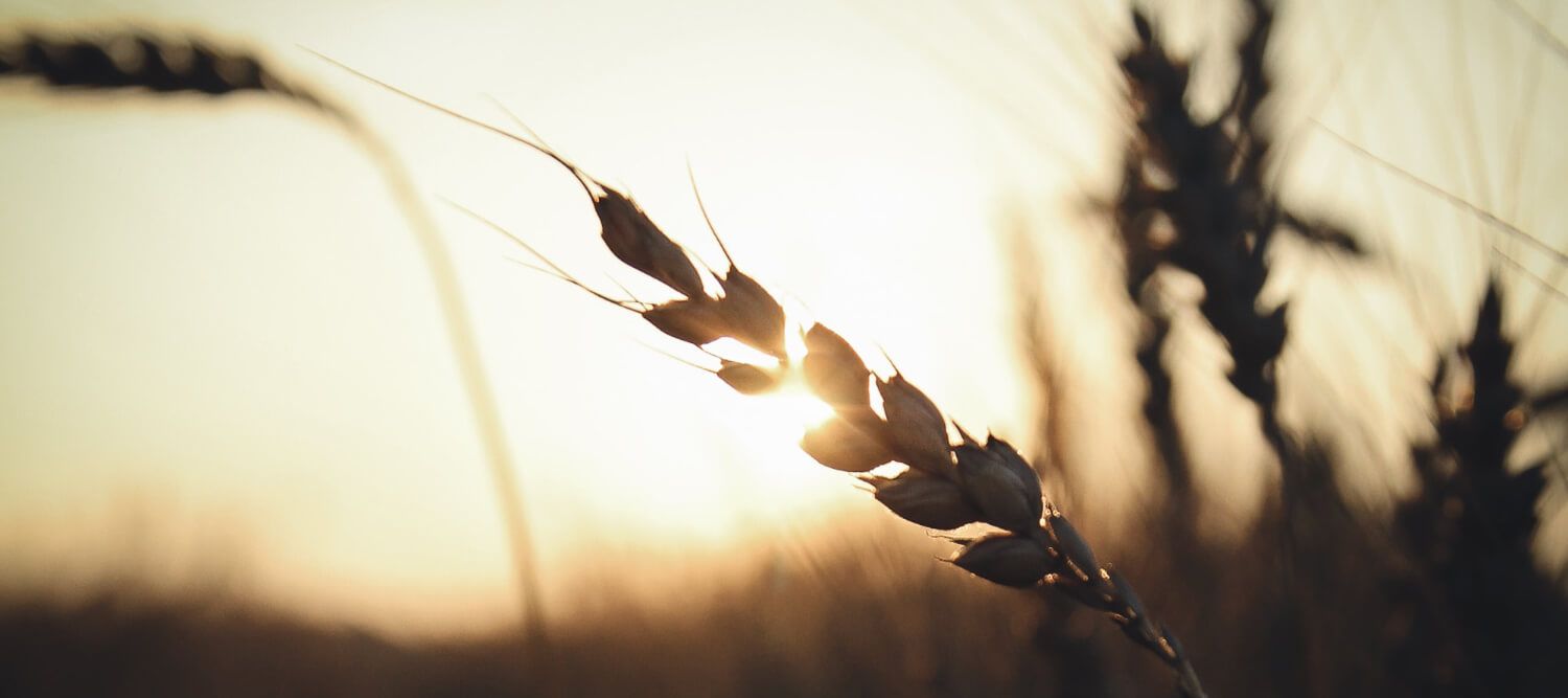 What Is Common Grace? | Core Christianity