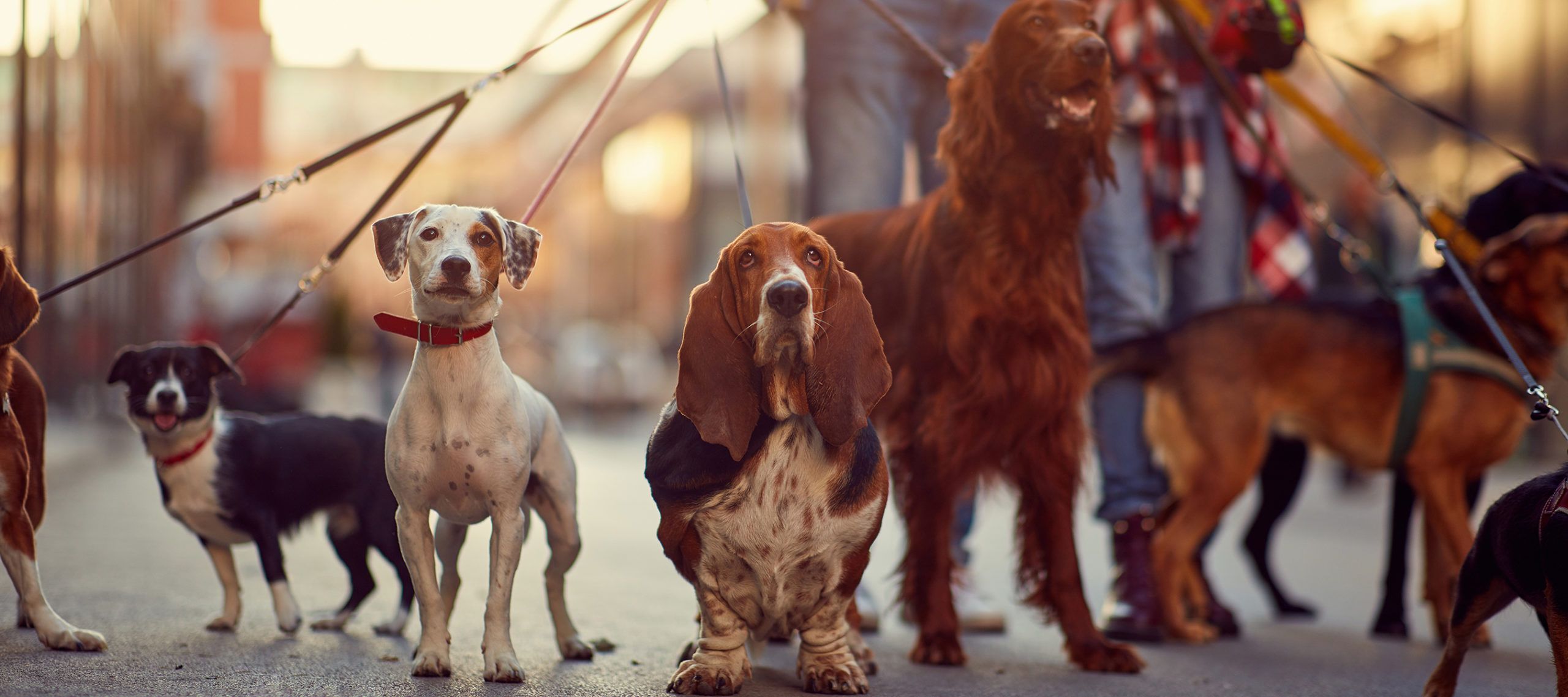 Will Animals Be Saved in the Resurrection? | Core Christianity