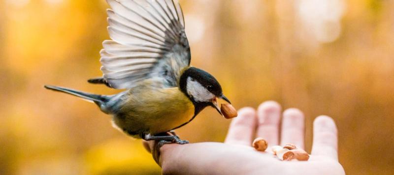 A Witness to Life | Core Christianity