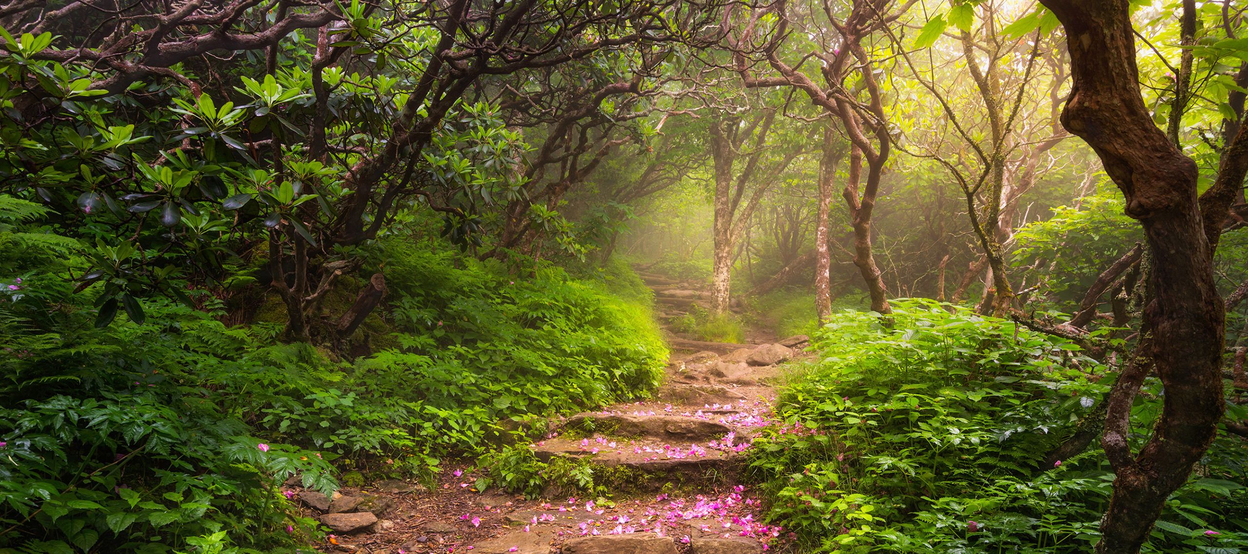 10 Things You Should Know about the Garden of Eden | Core Christianity