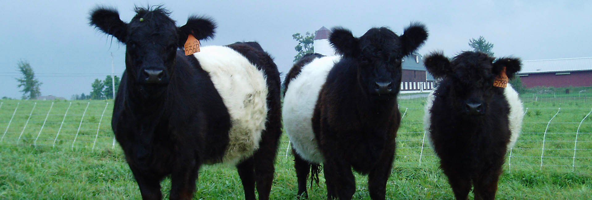 What’s Black-And-White And Loved All Over? Belted Galloways, the Oreo ...