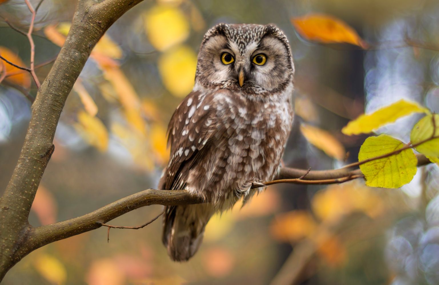 How Owls Help Farmers: Natural Pest Control for Farms