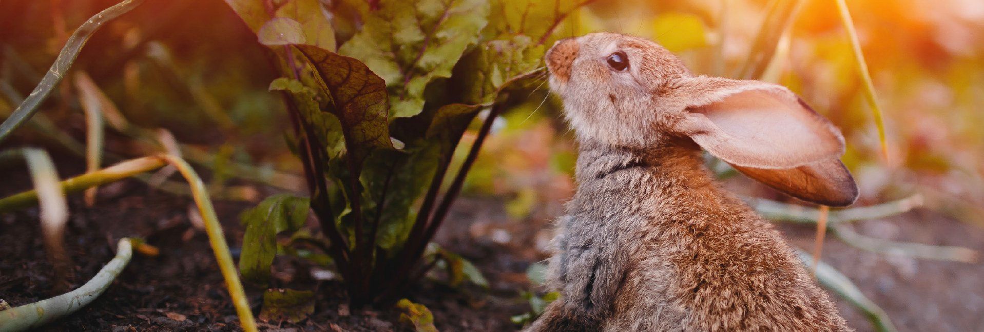 5 Ways to Keep Critters from Eating Your Plants