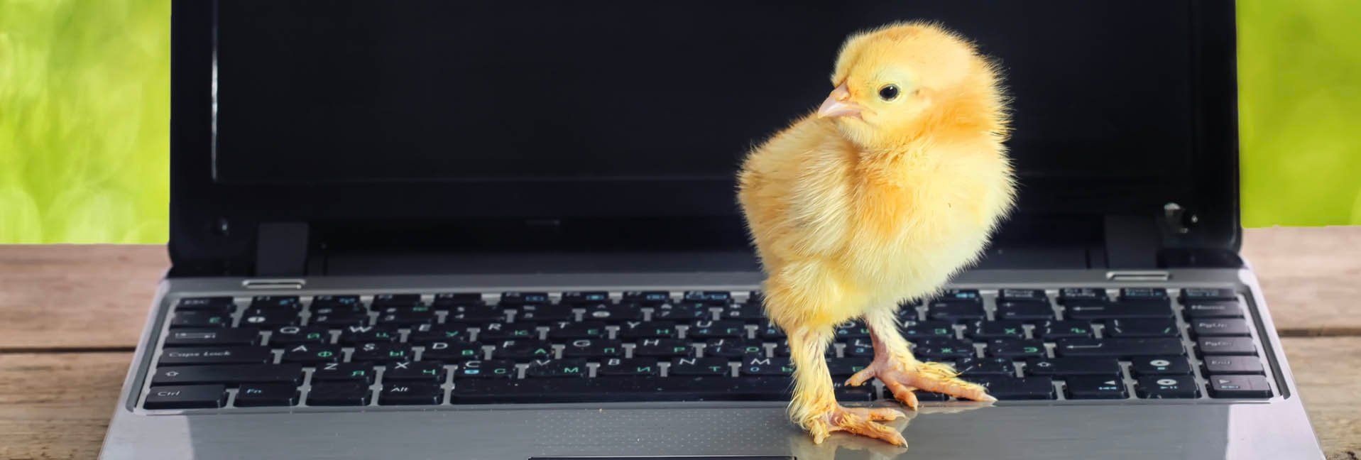 Ordering Chicks Online: Essential Tips for a Successful Purchase