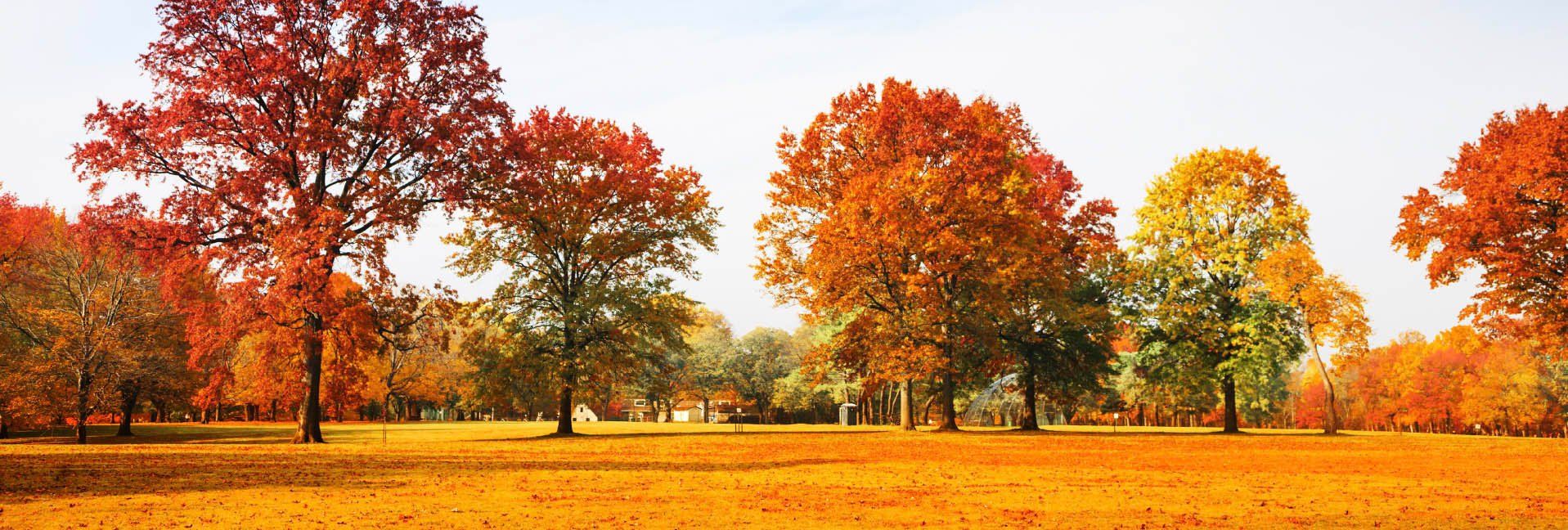 Five Terrific Trees to Plant This Fall