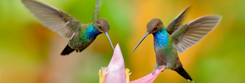 Hello, Hummingbirds!