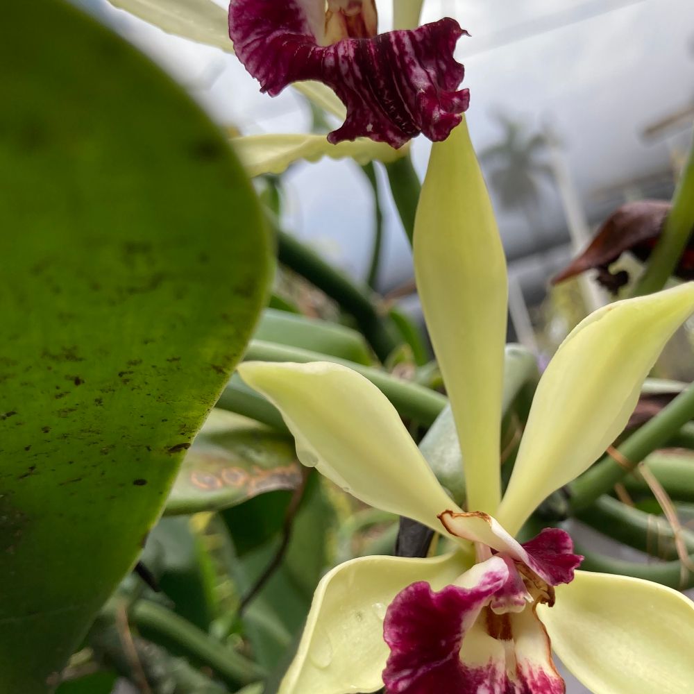 Florida Researchers Pioneer Vanilla Farming as High-Value Crop