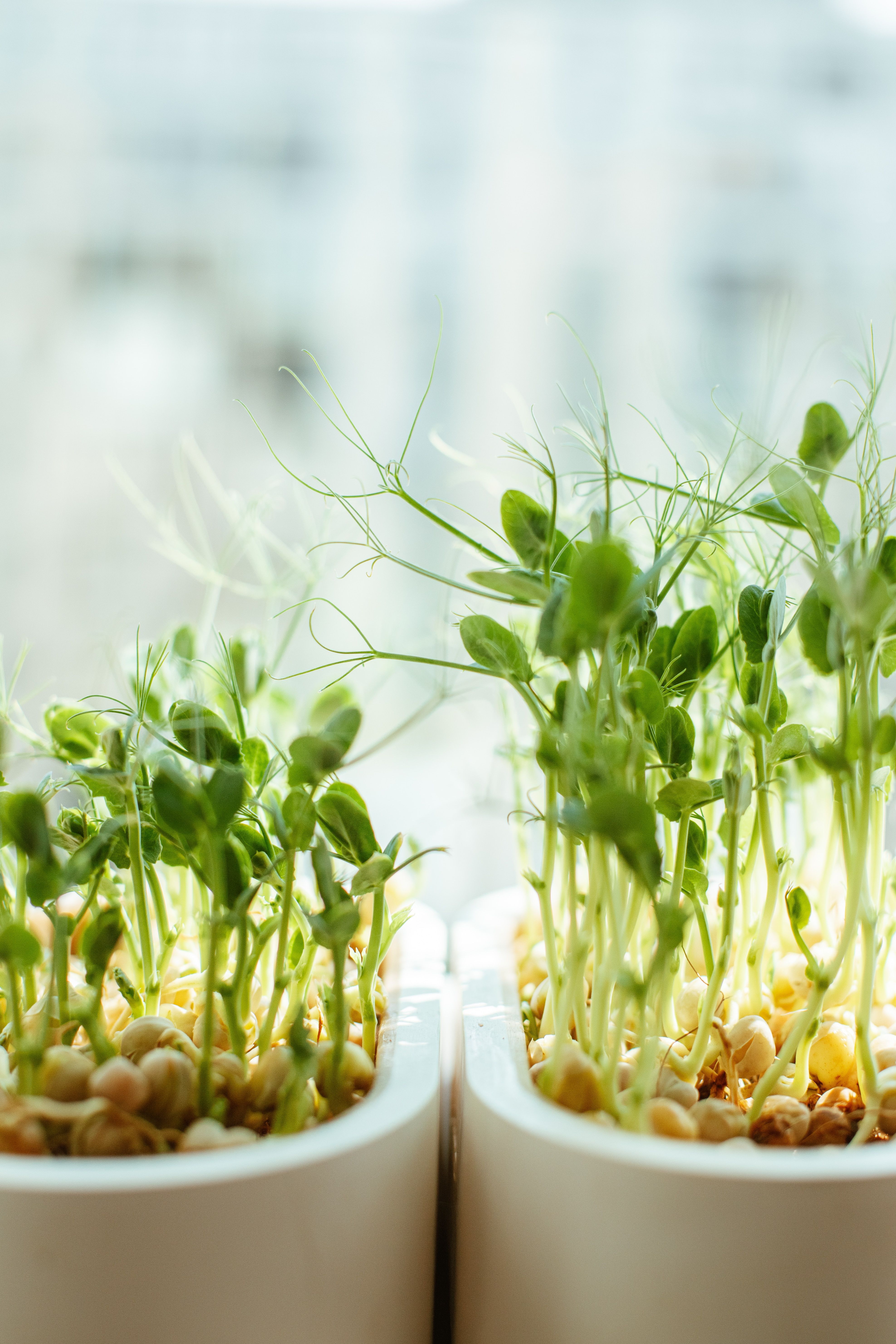 ivee - 7 Surprising Health Benefits of Eating Microgreens