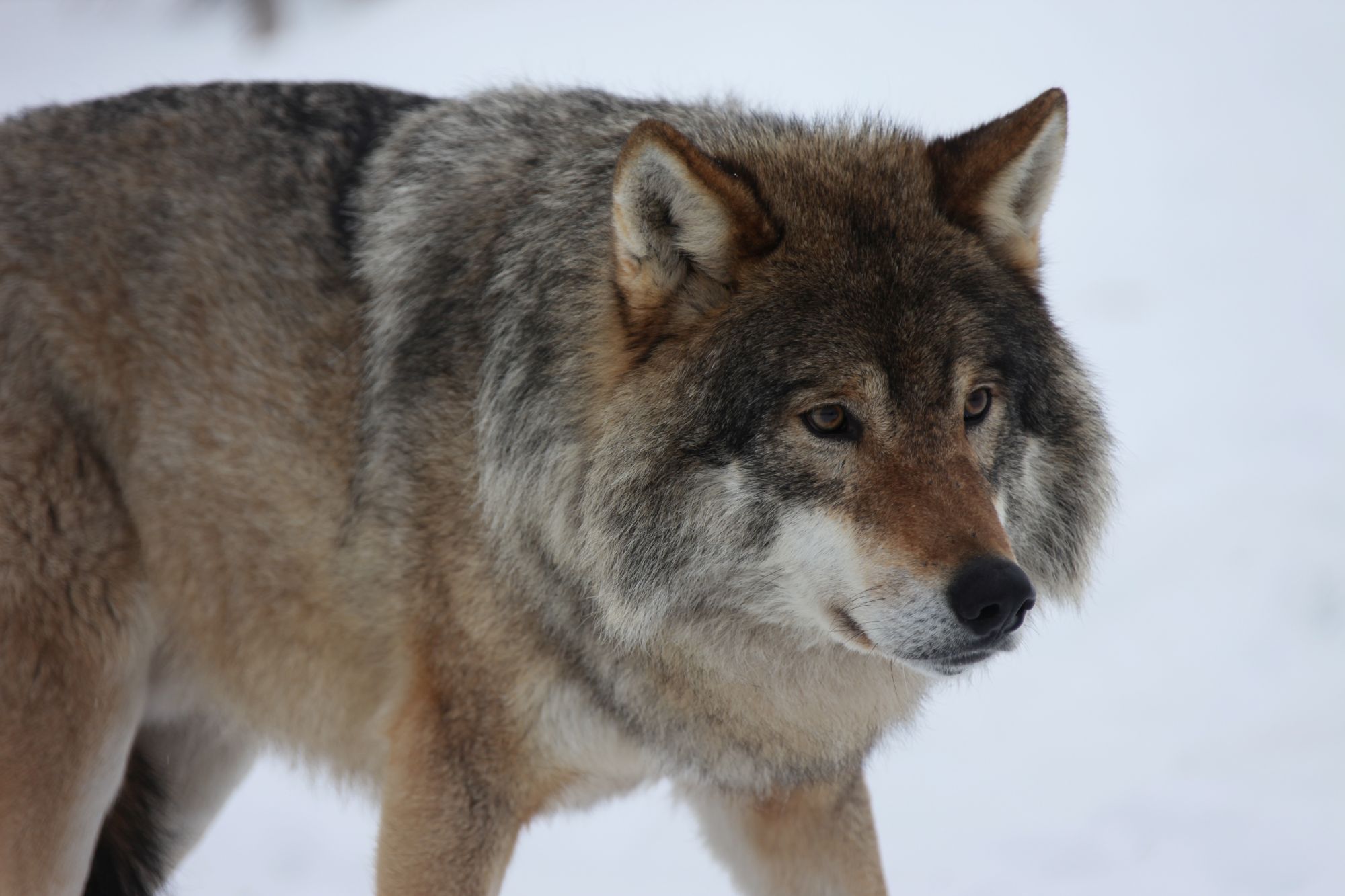 Experience a wildlife safari