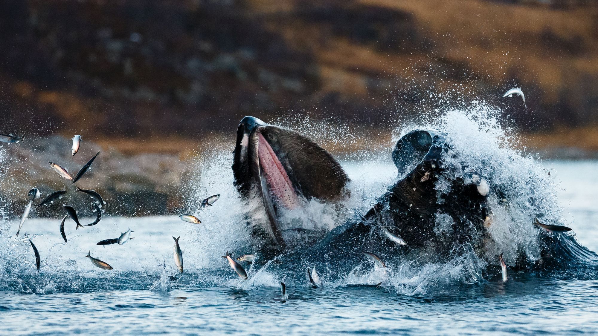 Whale-spotting in Norway