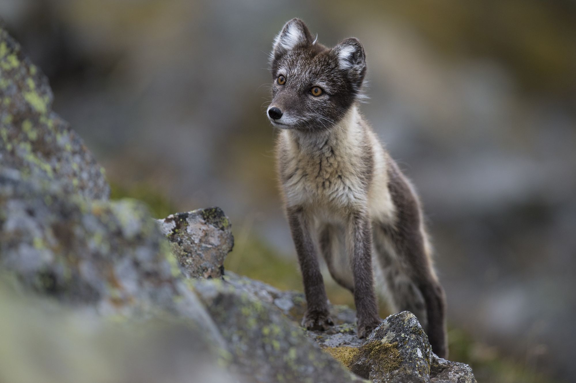 Norwegian Animals - In danger of extinction