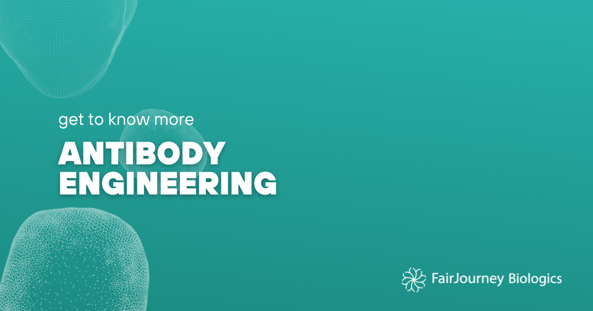 Custom Antibody Engineering Services