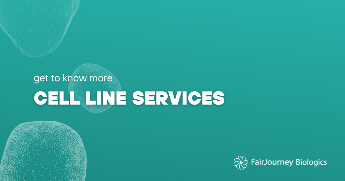 Tailored Cell Line Services for stable antibody production