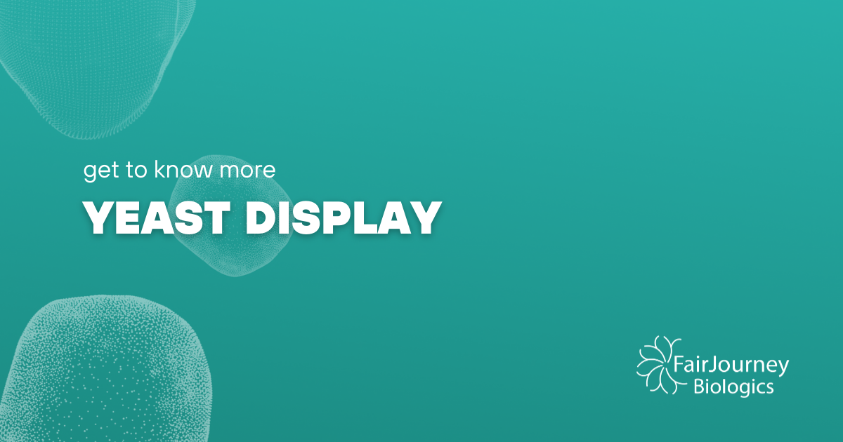 Yeast Display Library | High-Affinity Antibody Discovery