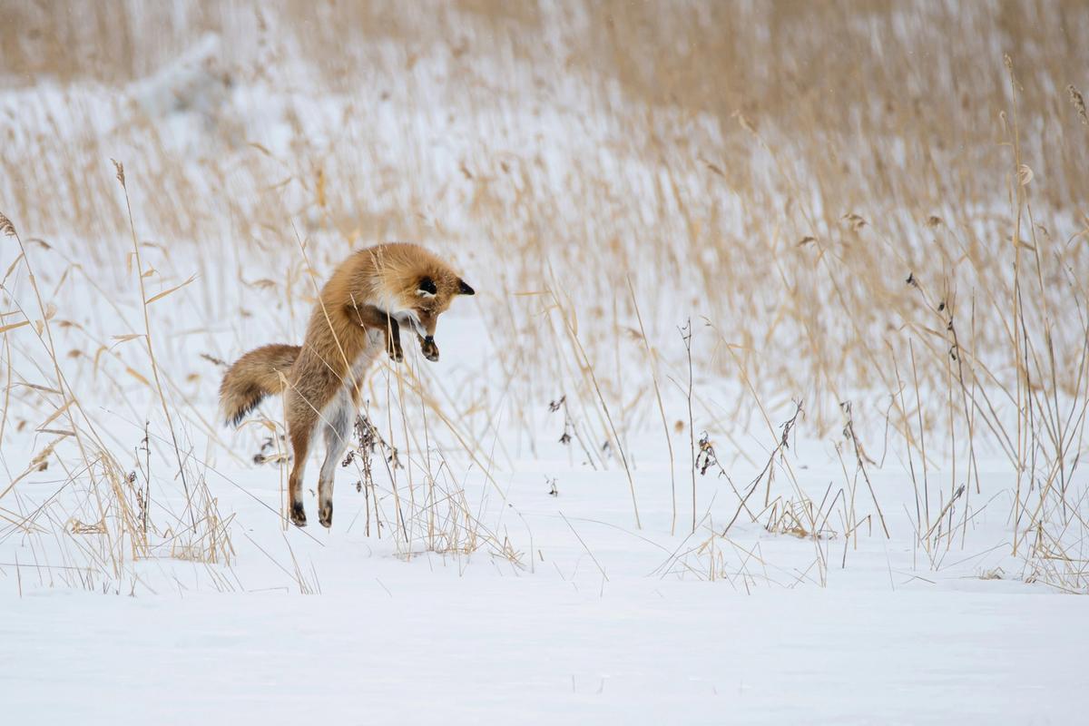 Varmint Hunting Essentials: Gear, Techniques, and Tips | Infinite Outdoors