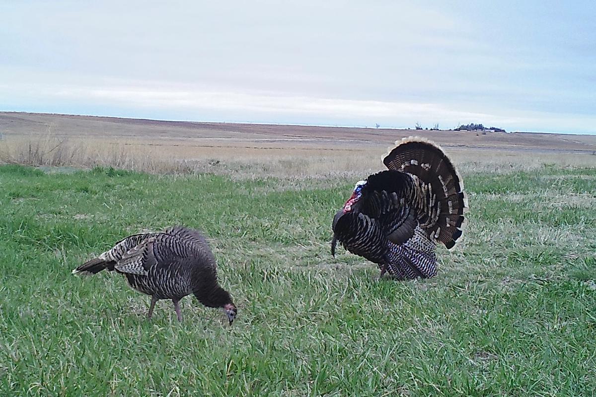 Turkey Hunt Nebraska | Infinite Outdoors