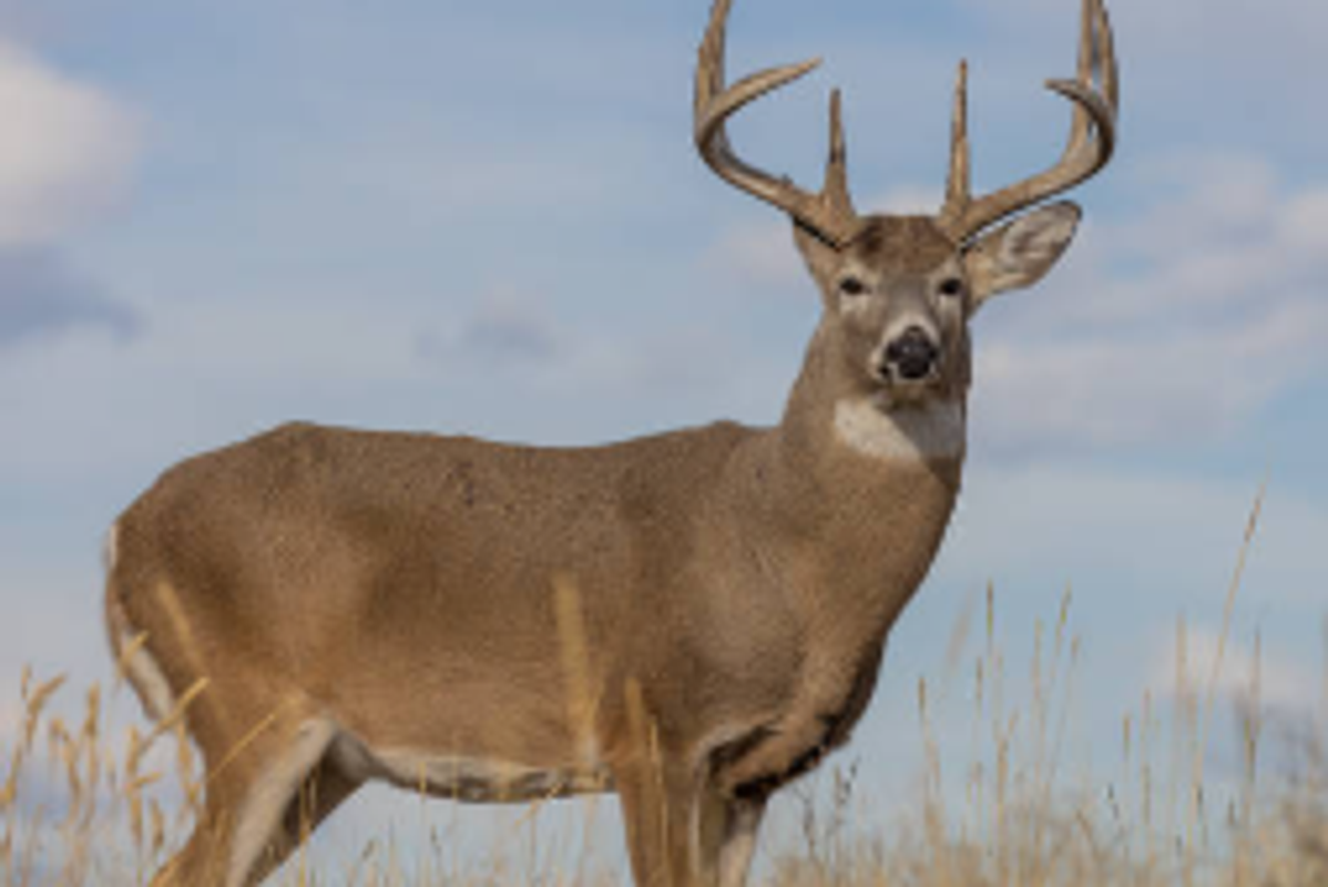 The Best Shots to Take on Whitetail Deer: A Guide for Archers and ...