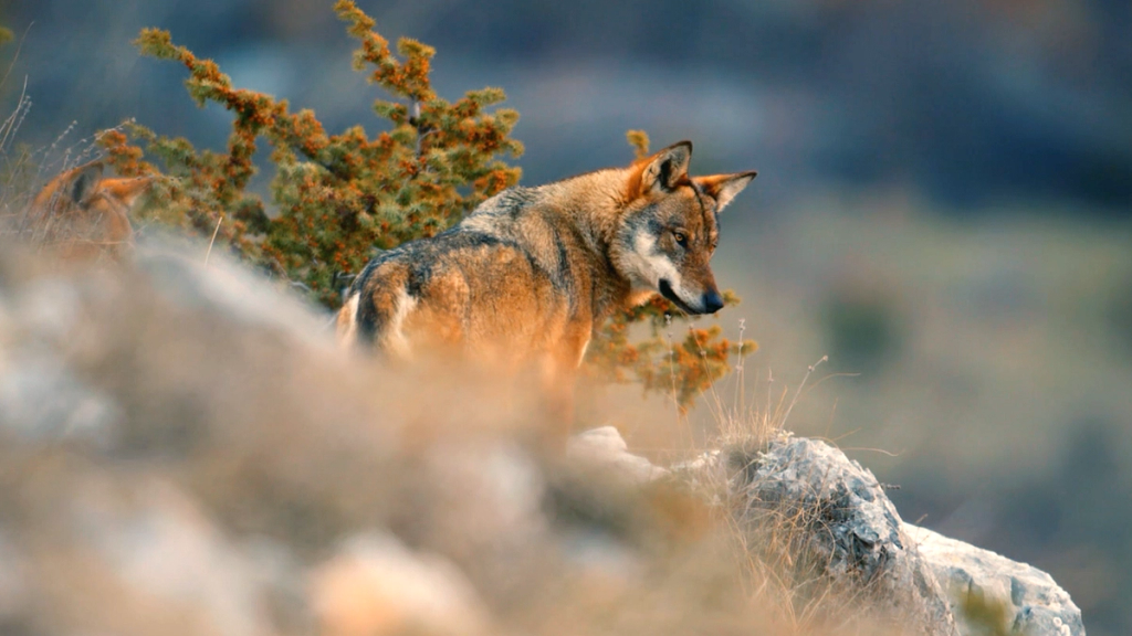 Save wolves. Protect biodiversity. | WaterBear