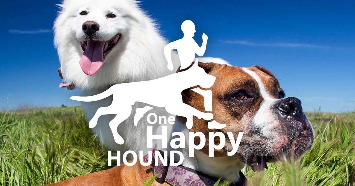 Ik zoek een hondenuitlaatservice | Antwerpen | One Happy Hound