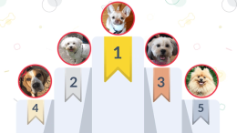 Top 5 Longest Living Dog Breeds Lifelong Friends BorrowMyDoggy