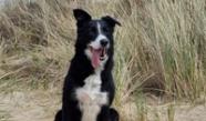 Dog Friendly Places To Eat In Swansea BorrowMyDoggy Dog Friendly Places To Eat In Swansea BorrowMyDoggy