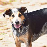 How Much Exercise Do Australian Cattle Dogs Need How Much Exercise Do Australian Cattle Dogs Need