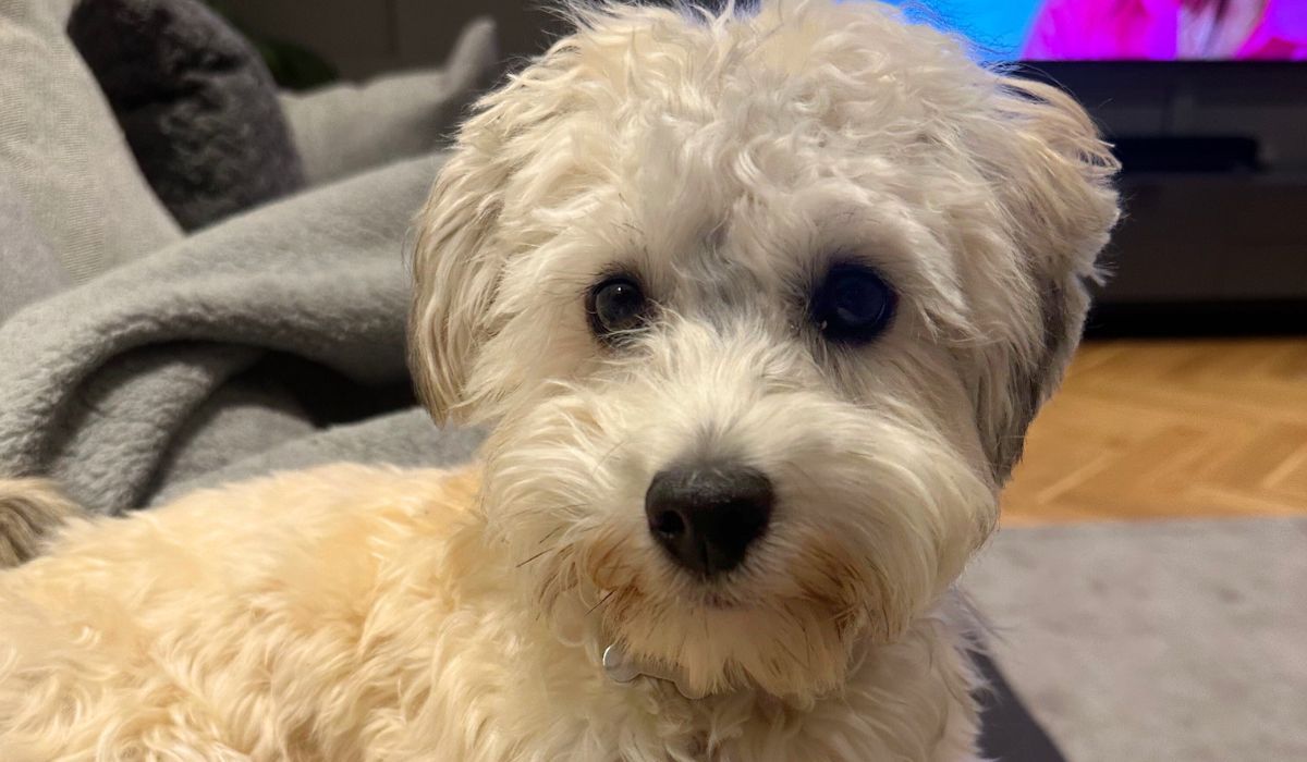 Your neighbourhood dog sitters | BorrowMyDoggy Suffolk | BorrowMyDoggy