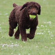 Spanish Water Dog Guide Exercise Needs Stories Tips BorrowMyDoggy