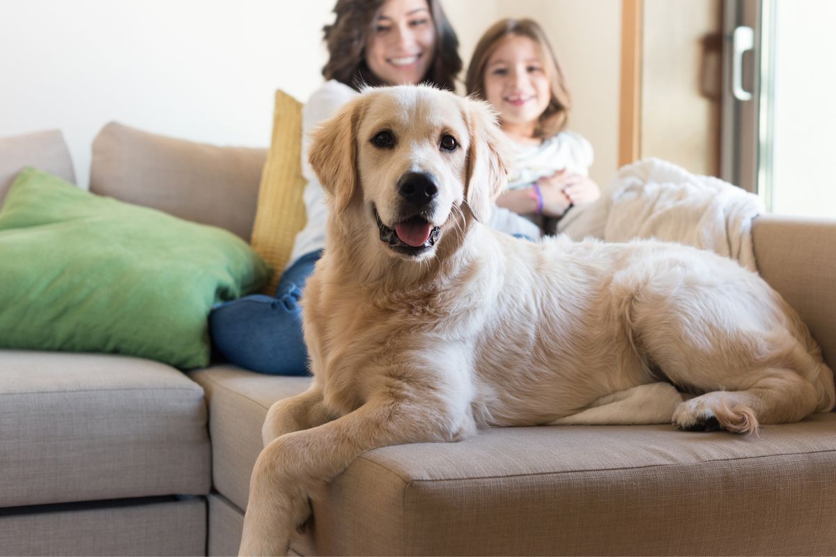 Your neighbourhood dog sitters | A different kind of dog care ...