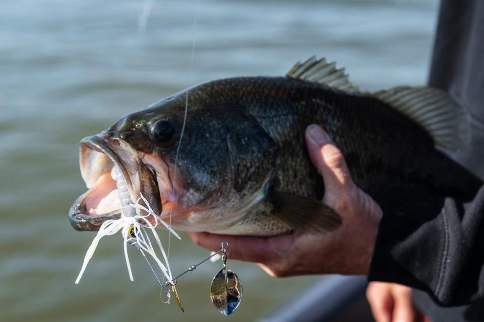 Karl's Fishing Blog | Tips, Tricks & More | Karl's Bait & Tackle ...