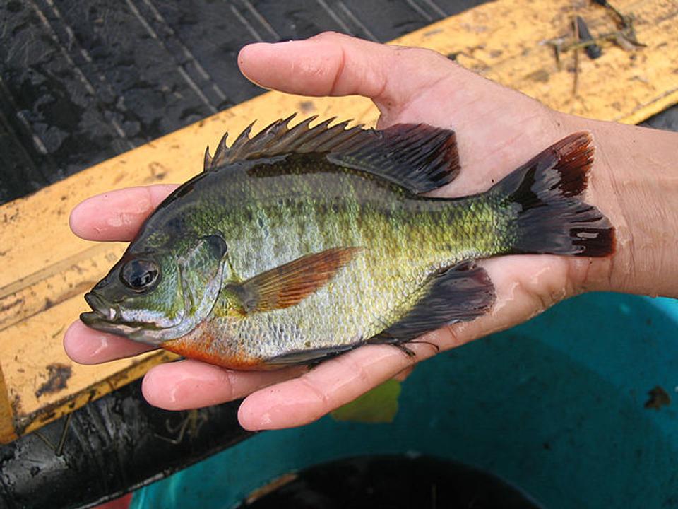Bluegill vs. Bream: Different Name, Same Fish
