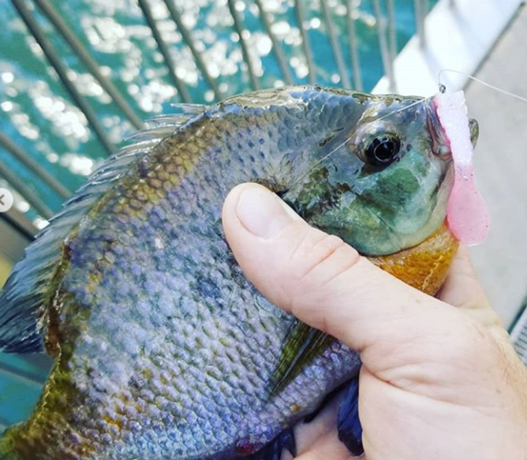 Fishing In Chicago: 8 Places To Catch A Fish Inside The City