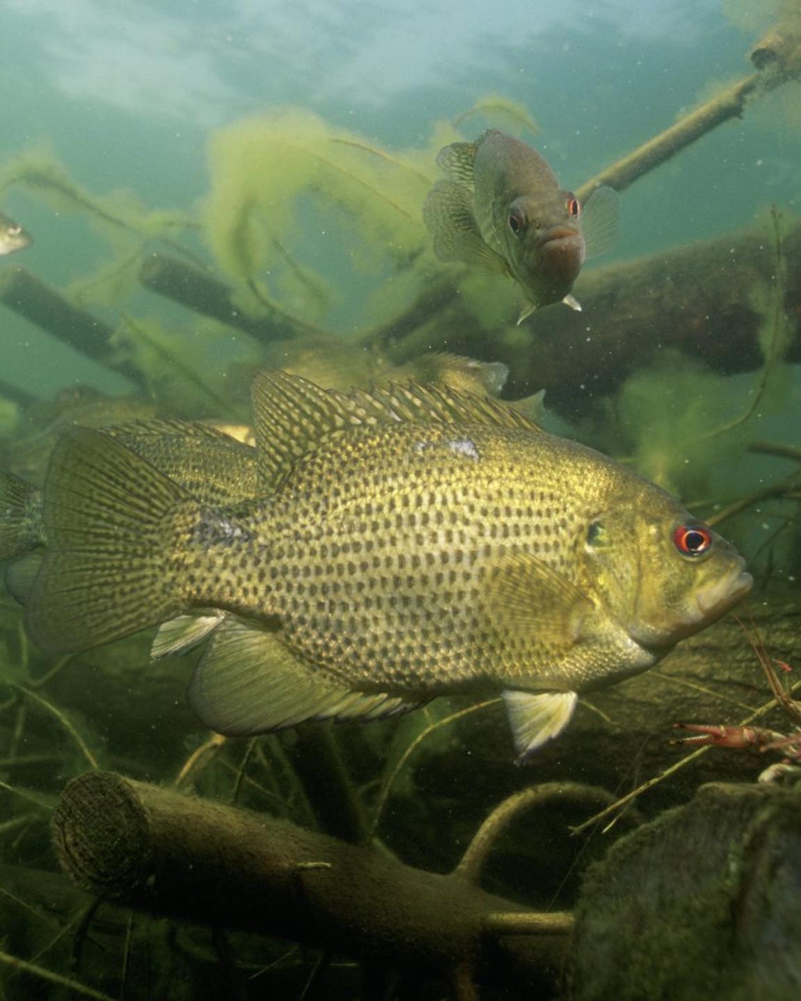 Rock Bass 101: How To Catch The Under Appreciated Panfish