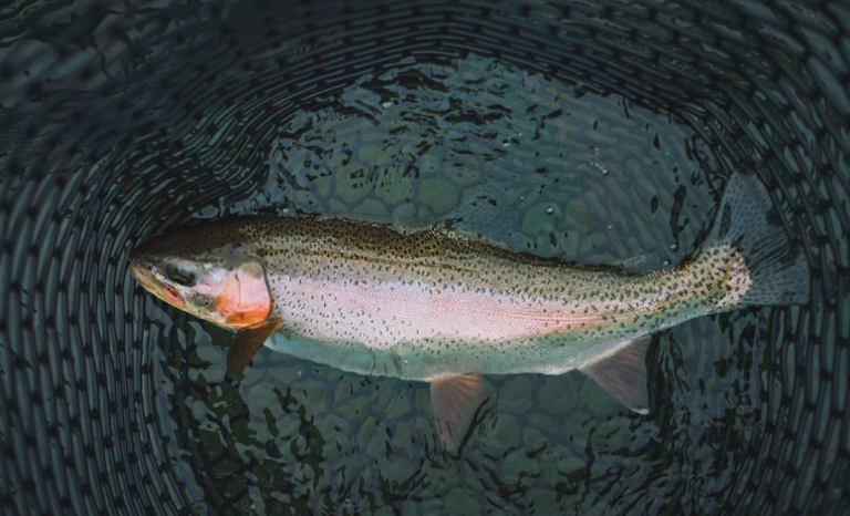 What Do Trout Actually Eat? An Inside Look At The Diet Of A Trout