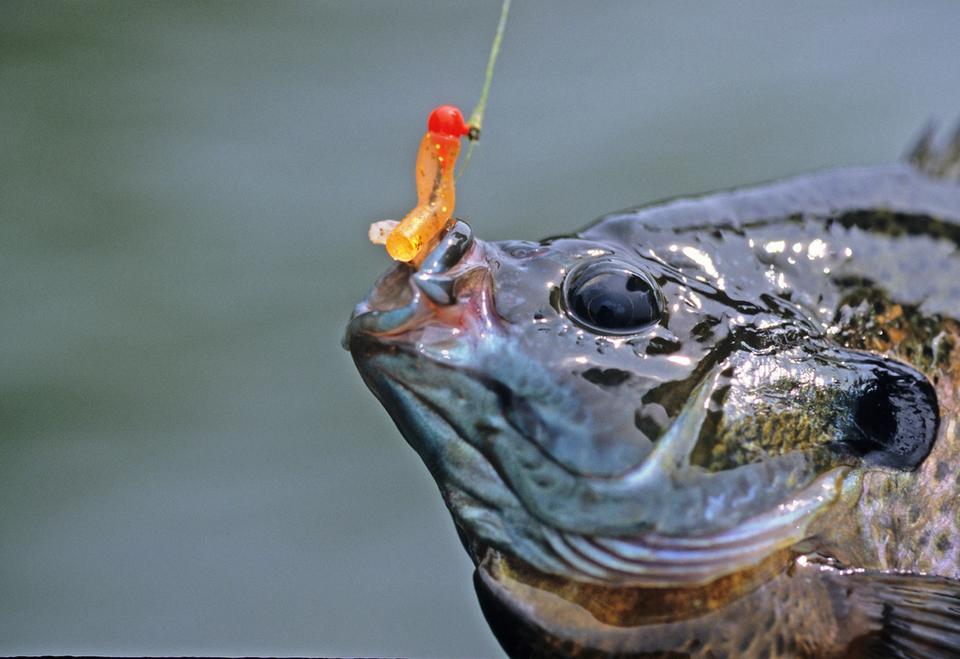 Karl's Fishing Blog | Tips, Tricks & More | Karl's Bait & Tackle ...