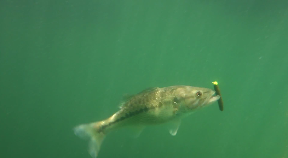 New "Ned Rig" Underwater Footage & Tips