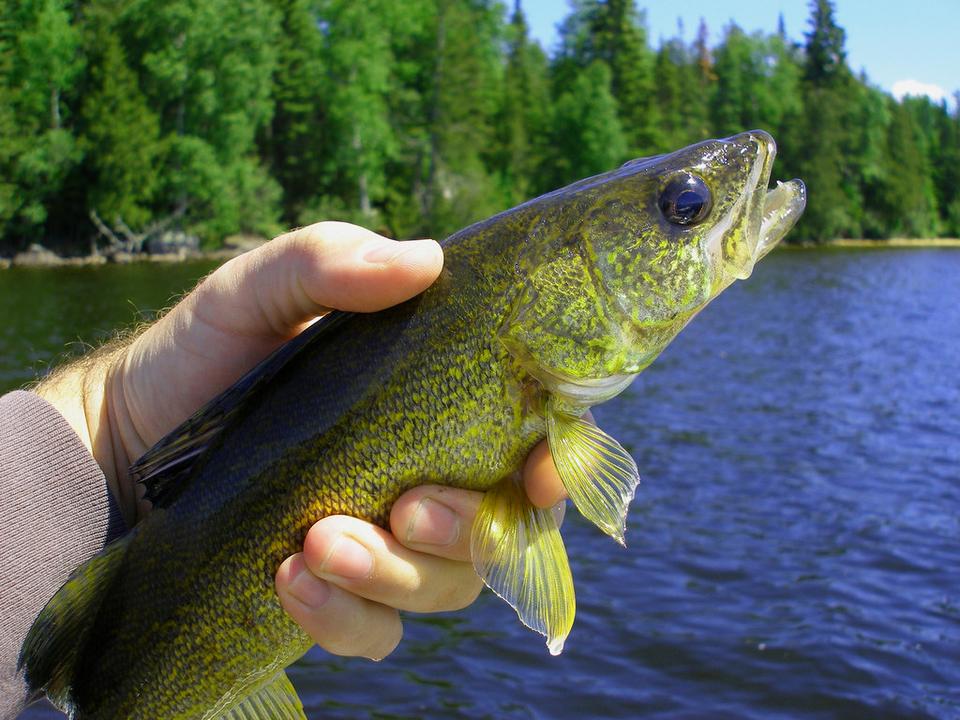 Walleye Fishing 101: How To Fish For Walleye Like A Pro