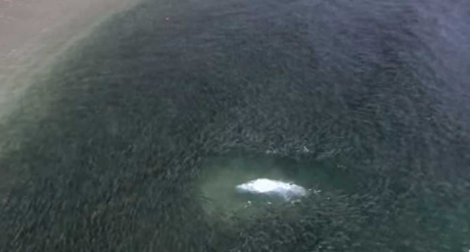 Must Watch Insane Drone Footage Of Florida's Mullet Run