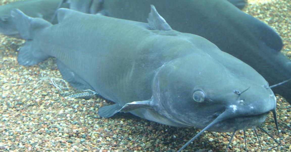 Catfish Fishing 101: Top Tips For Catching Catfish