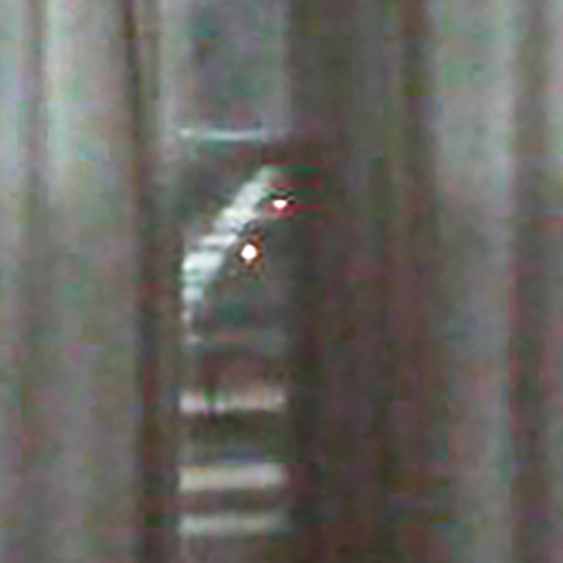 Releases | Surf Gang Records