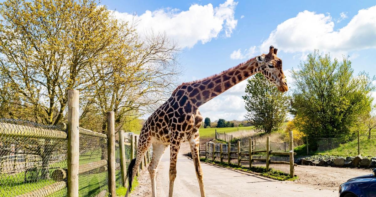 Top 15 UK Zoos You Must Visit | Click Travel Tips